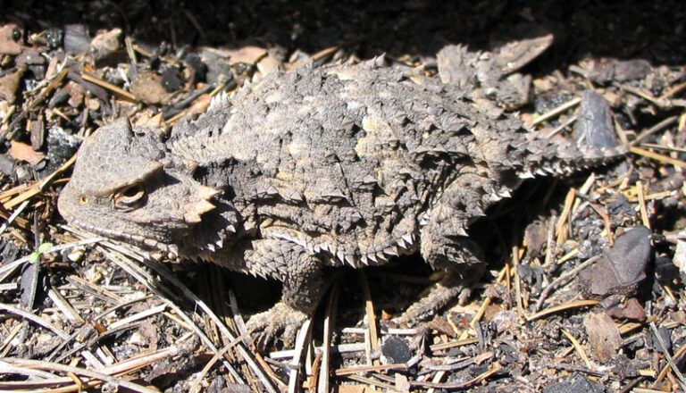 Bigfoot Daze and Horned Toad Derby: 7 Unique and Unusual California ...